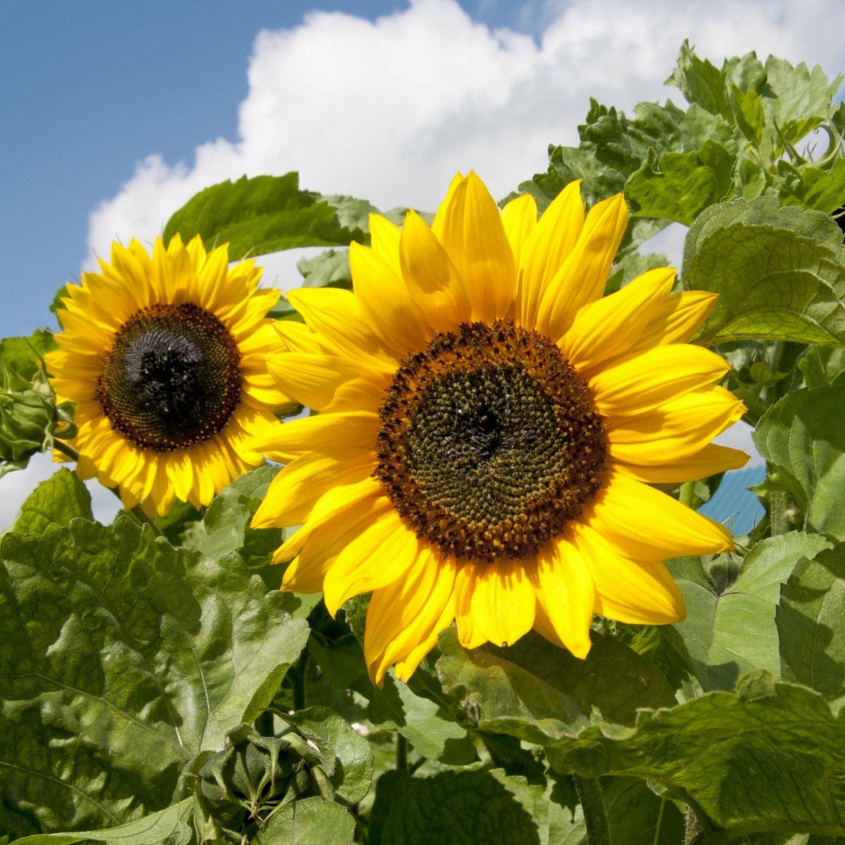 Solros ´Sunshine´ - Köp frön till solros hos Soil & Seeds!